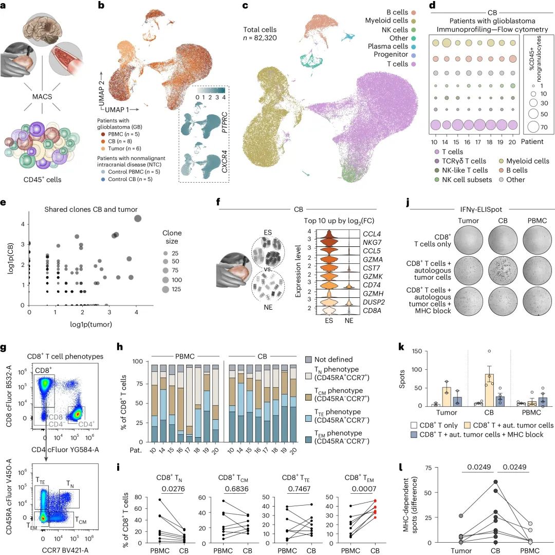 Nature Medicine | scRNA-seq揭示颅骨中的CD8+T细胞具有持久抗胶质母细胞瘤作用 - 单细胞测序网