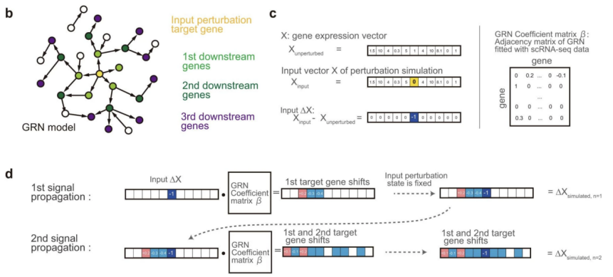 计算扰动细胞命运预测神器CellOracle - 单细胞测序网