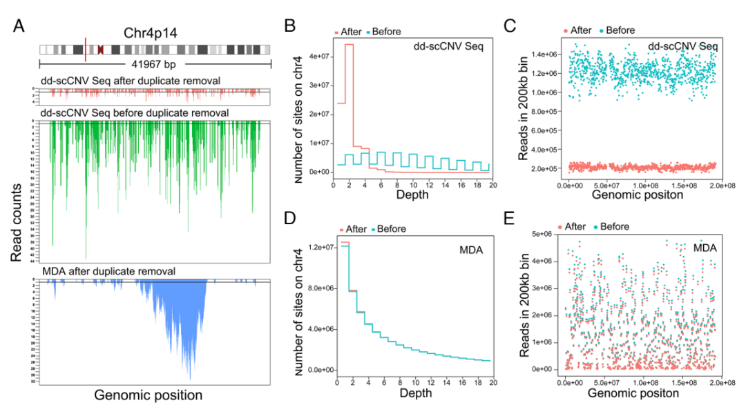 PANS|杨朝勇团队发表单细胞全基因组测序新方法实现CNVs精准计数 - 单细胞测序网