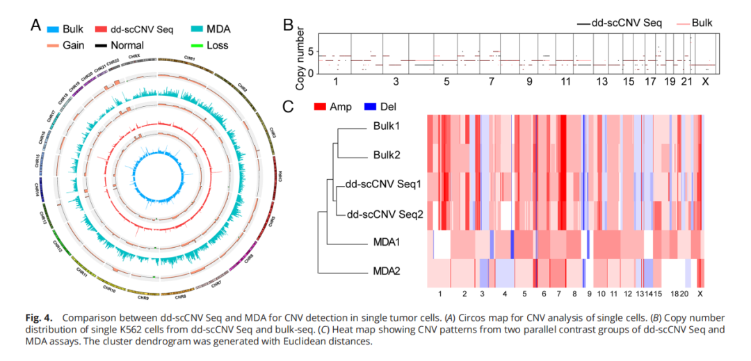 PANS|杨朝勇团队发表单细胞全基因组测序新方法实现CNVs精准计数 - 单细胞测序网