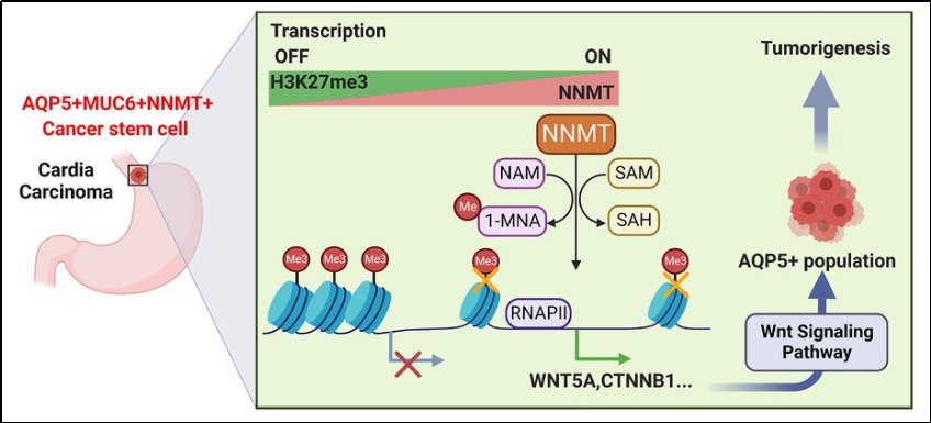 IF=31.793 | scRNA-seq联合CUT&Tag揭示NNMT富集AQP5+肿瘤干细胞驱动早期胃贲门腺癌恶性进展 - 单细胞测序网