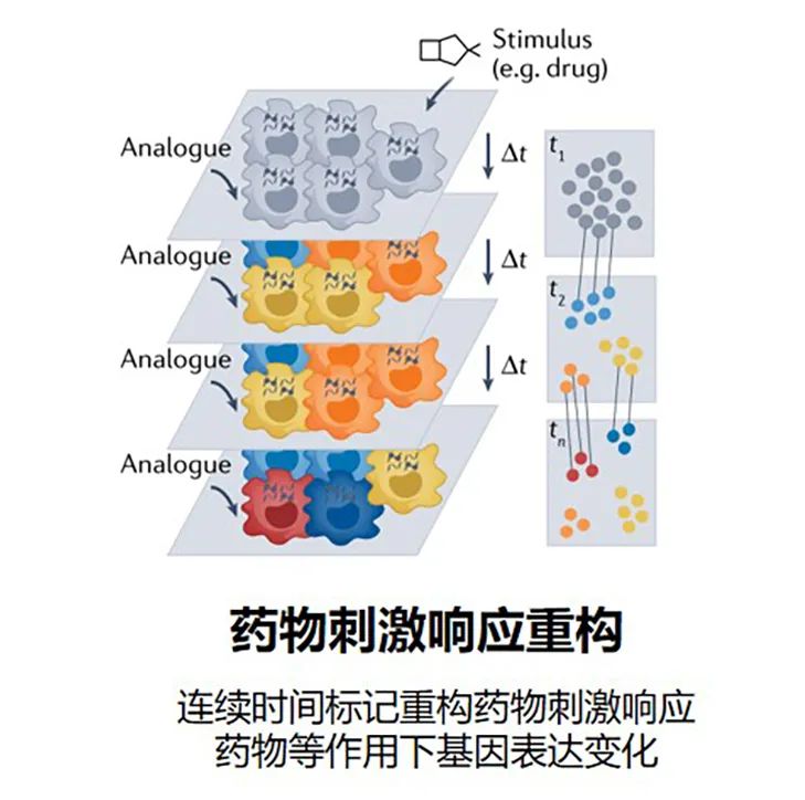 真时动态，尽在掌握！Well-TEMP-seq单细胞动态转录组测序 - 单细胞测序网