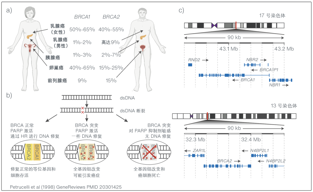BRCA1/2突变与多种癌症有关！使用纳米孔测序对 BRCA1 和 BRCA2 基因进行表征和变异识别 - 早筛网