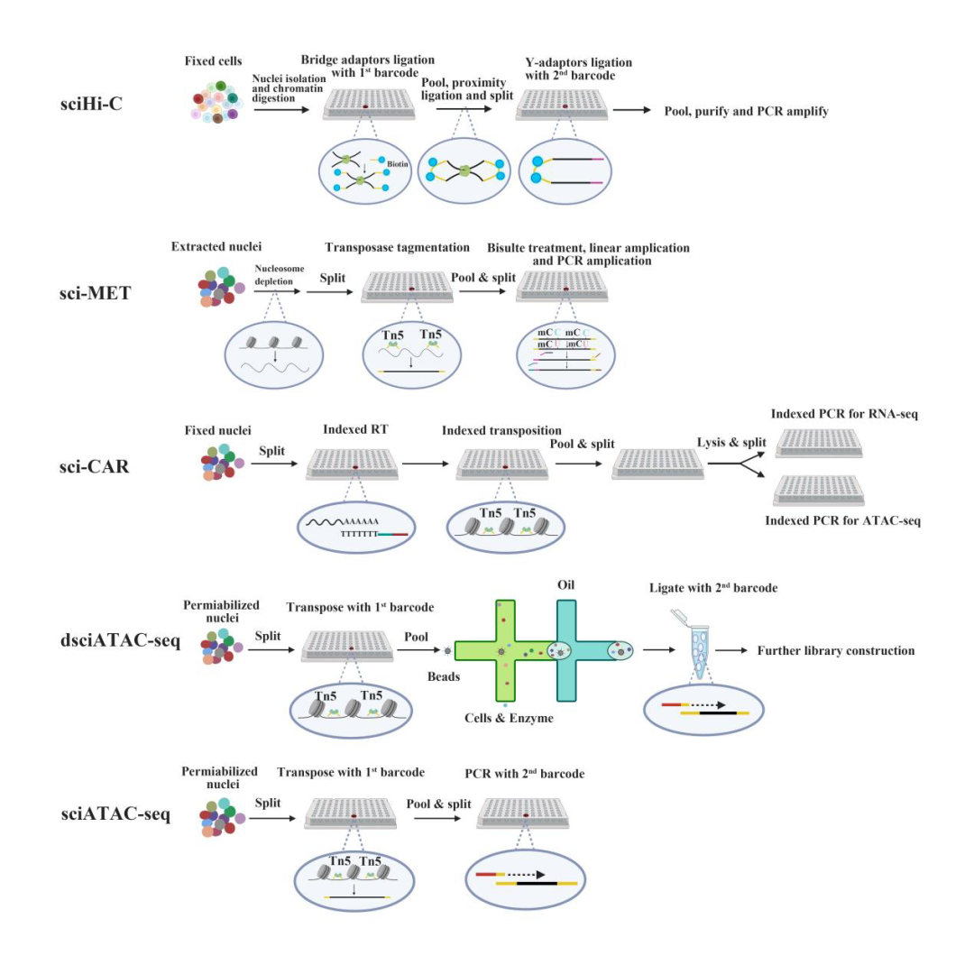 CMLS｜南方医科大学潘星华课题组总结分析单细胞测序混样策略 - 单细胞测序网