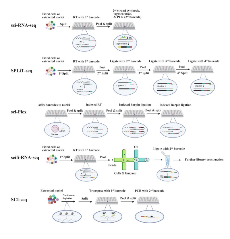 CMLS｜南方医科大学潘星华课题组总结分析单细胞测序混样策略 - 单细胞测序网