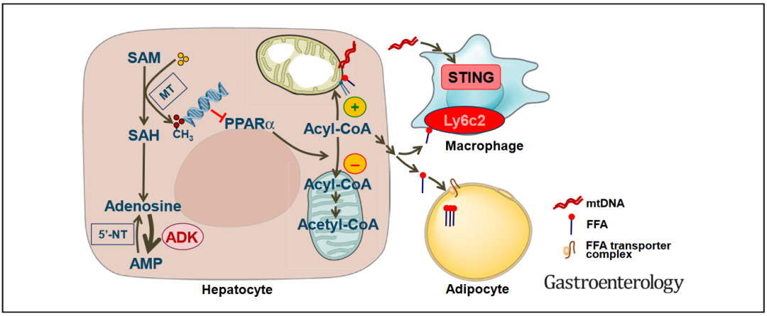 高分热点文章 | NAFLD/NASH进展关键机制和新型治疗靶点的研究 - 单细胞测序网